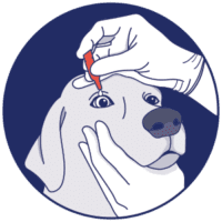 Administration - Clevor (ropinirole ophthalmic solution)