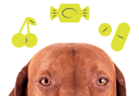 Administration – Clevor (ropinirole ophthalmic solution)