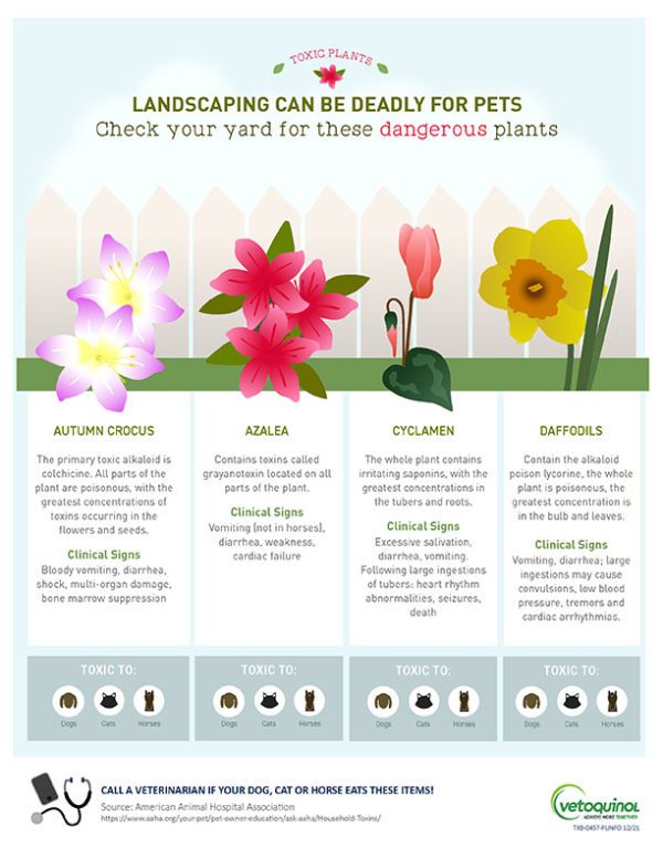 Resources – Clevor (ropinirole ophthalmic solution)
